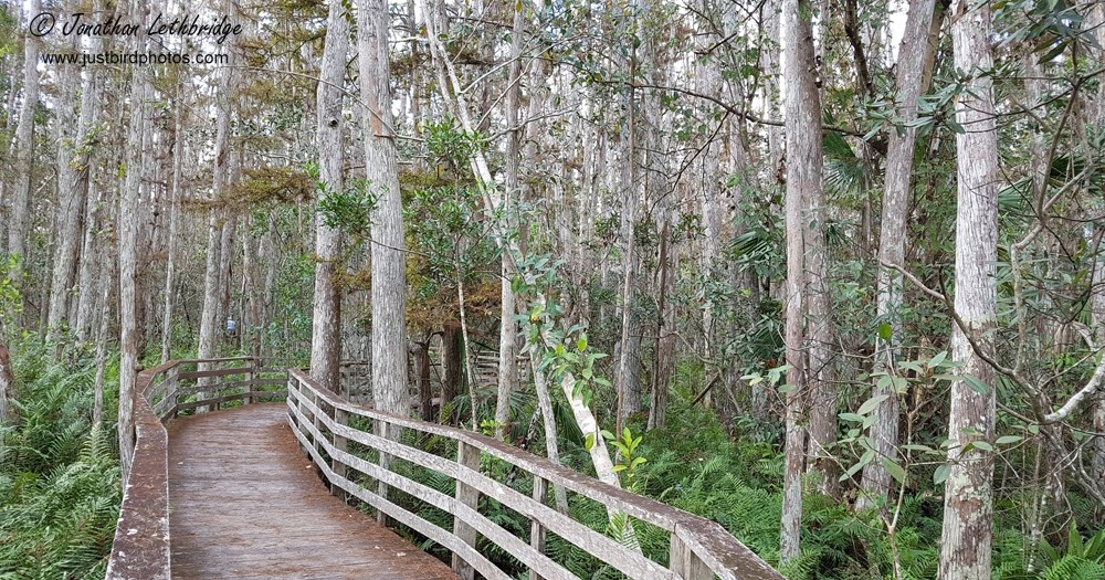 Wanstead Birder: Florida III - Day 4