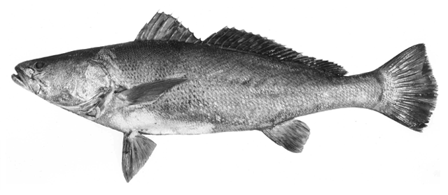 Artes de Pesca: VAMOS A PESCAR TOTOABA