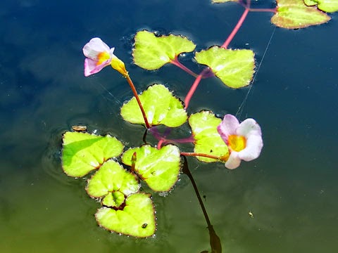 Всё о бегониях и не только...: Трапелла китайская (Trapella sinensis)