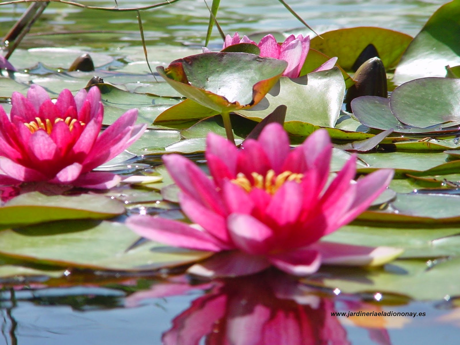 Jardineria Eladio Nonay: NENÚFAR (NYMPHAEA) Jardinería Eladio Nonay