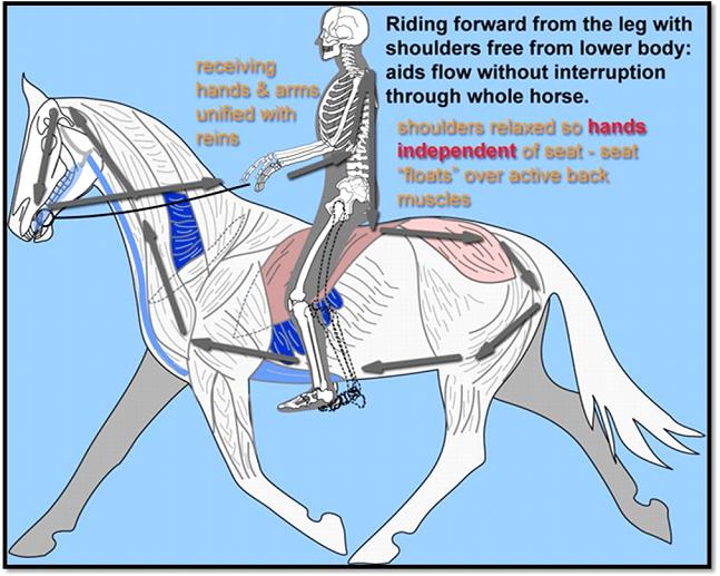 Everything Equine : 03/06/13