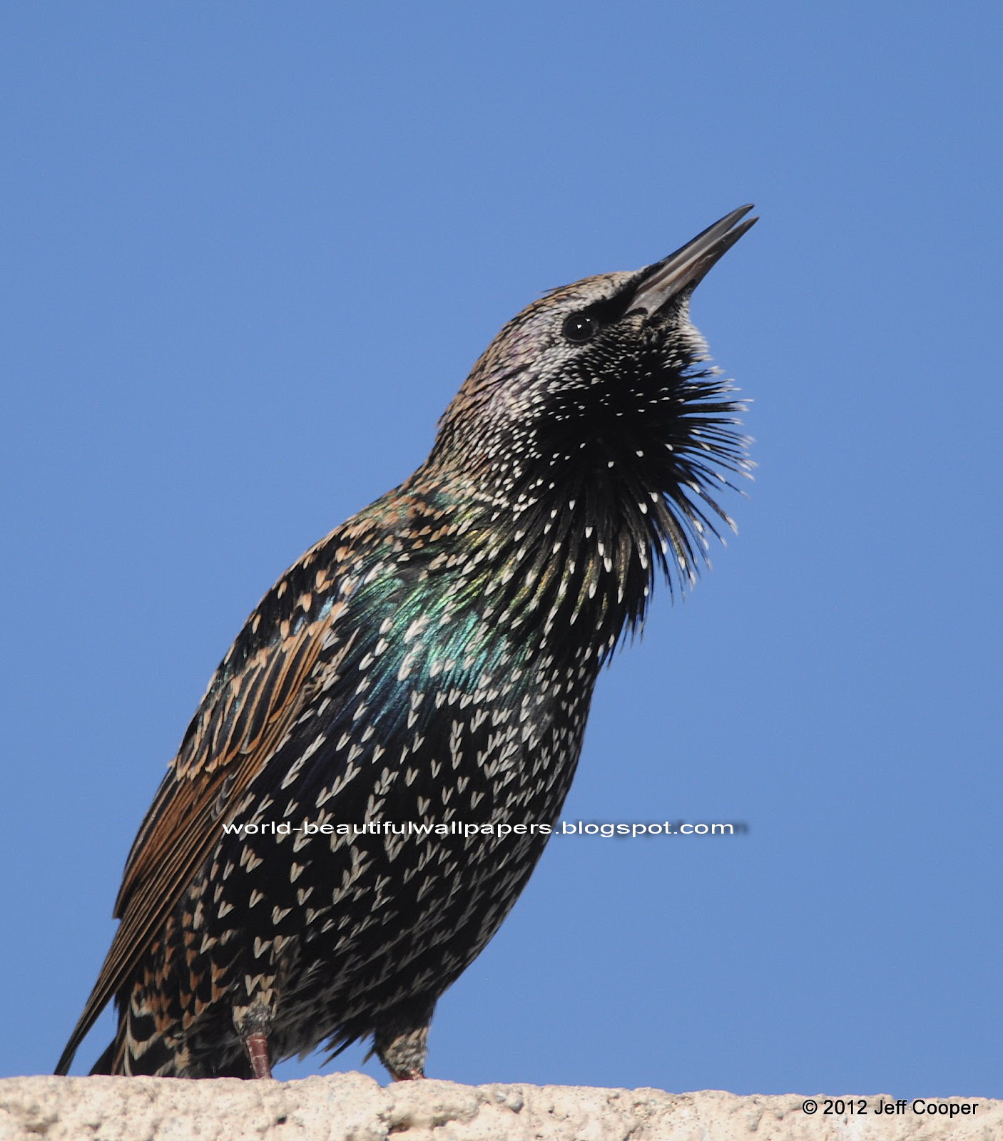 starling bird wallpaper | Wallpapers