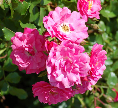 Creative Creations by Vicki