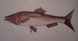 ARENQUES: EL ARENQUE FRESCO Y EL AHUMADO