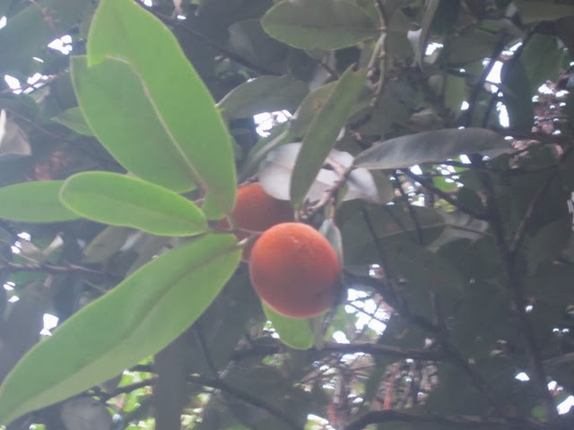 M Tech Images: Mabolo Fruit (മബോളോ) - Velvet Apple