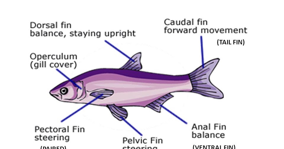 Biology 10: Topic 12a: Fish (Class Pisces)