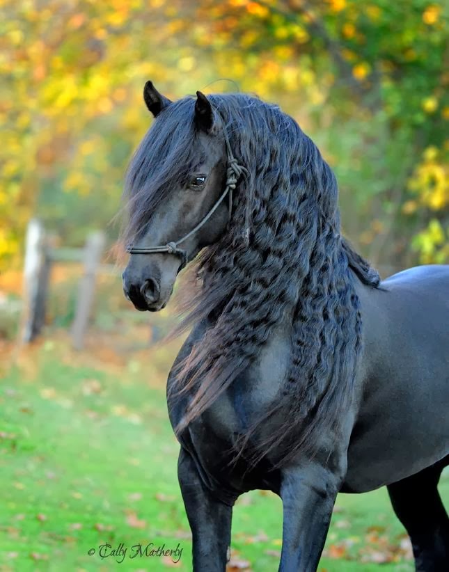 Paso Español: Comment obtenir et entretenir une longue crinière chez ...