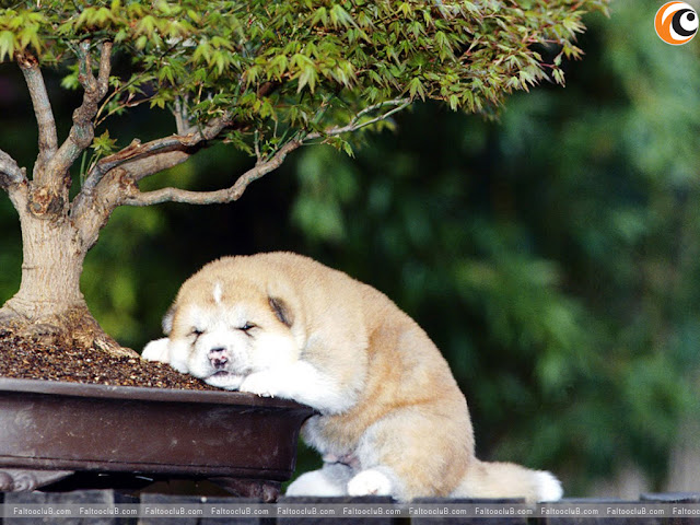 Lovely Pet Wallpaper, Lovely Pets Pictures & Animal Wallpapers: Lovely ...