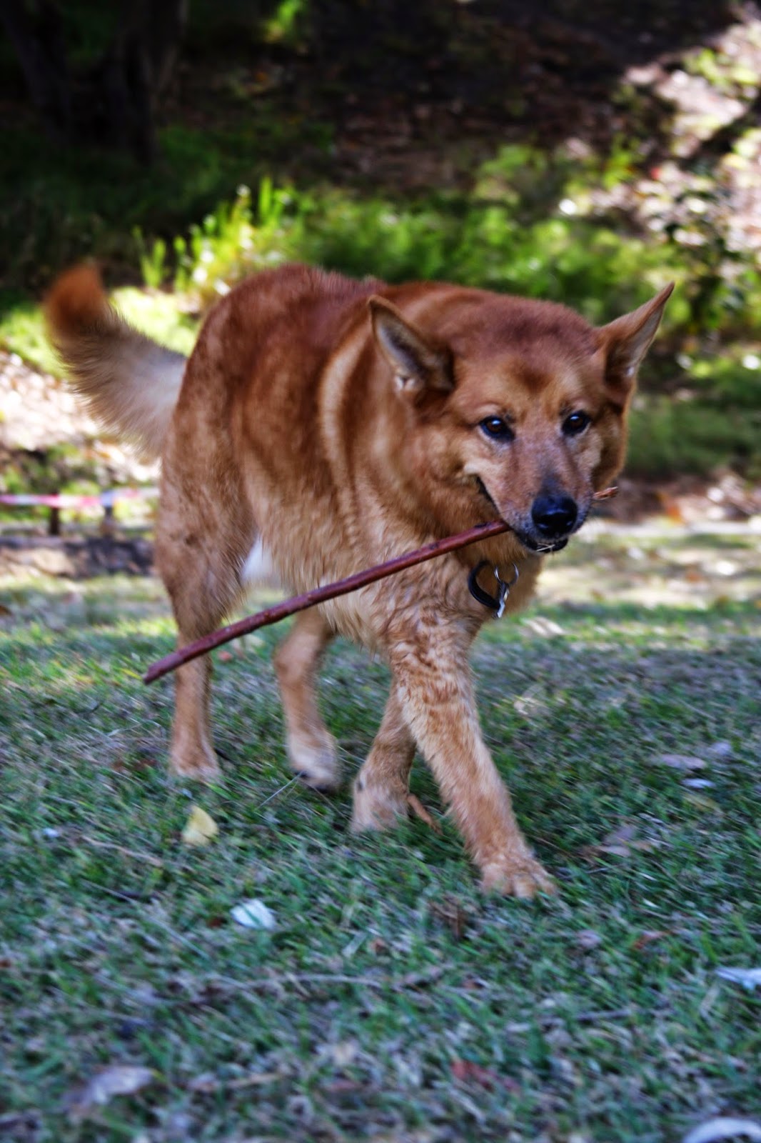 Small Animal Talk: How one dog can change a life: the story of Max