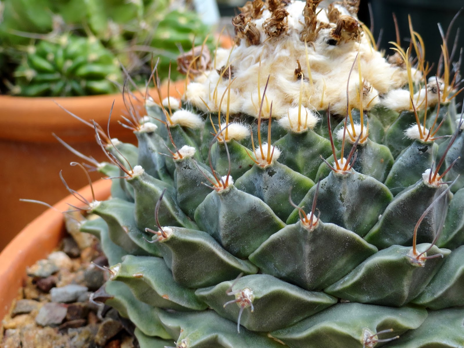 danger garden: Buffalo Bill’s Exotic Cactus Ranch, again (yawn….)