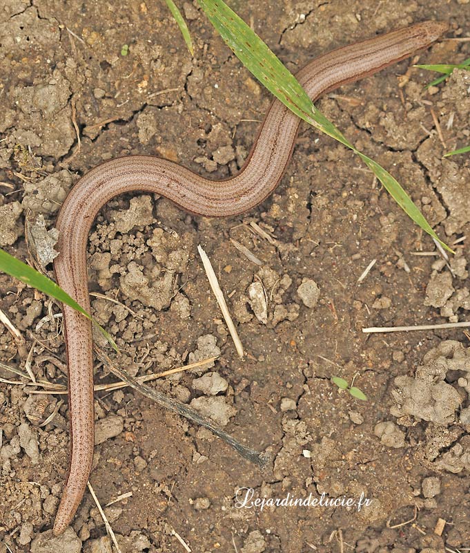 L’orvet fragile (Anguis fragilis) un ami dans le jardin!