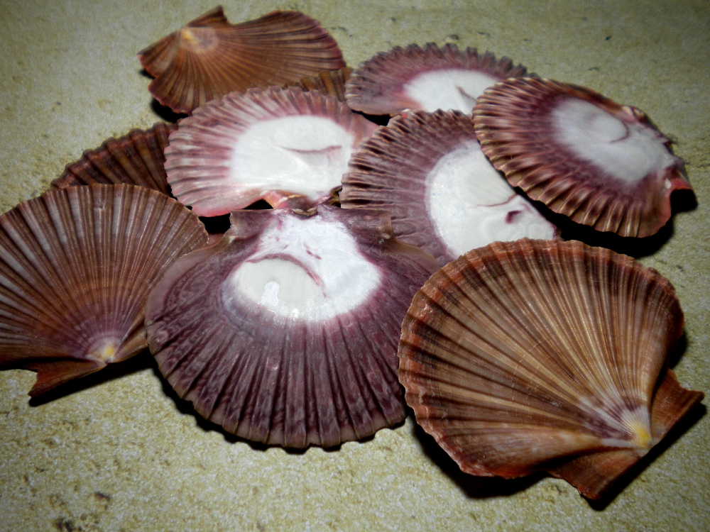Del's Shells: Seashell Saturday