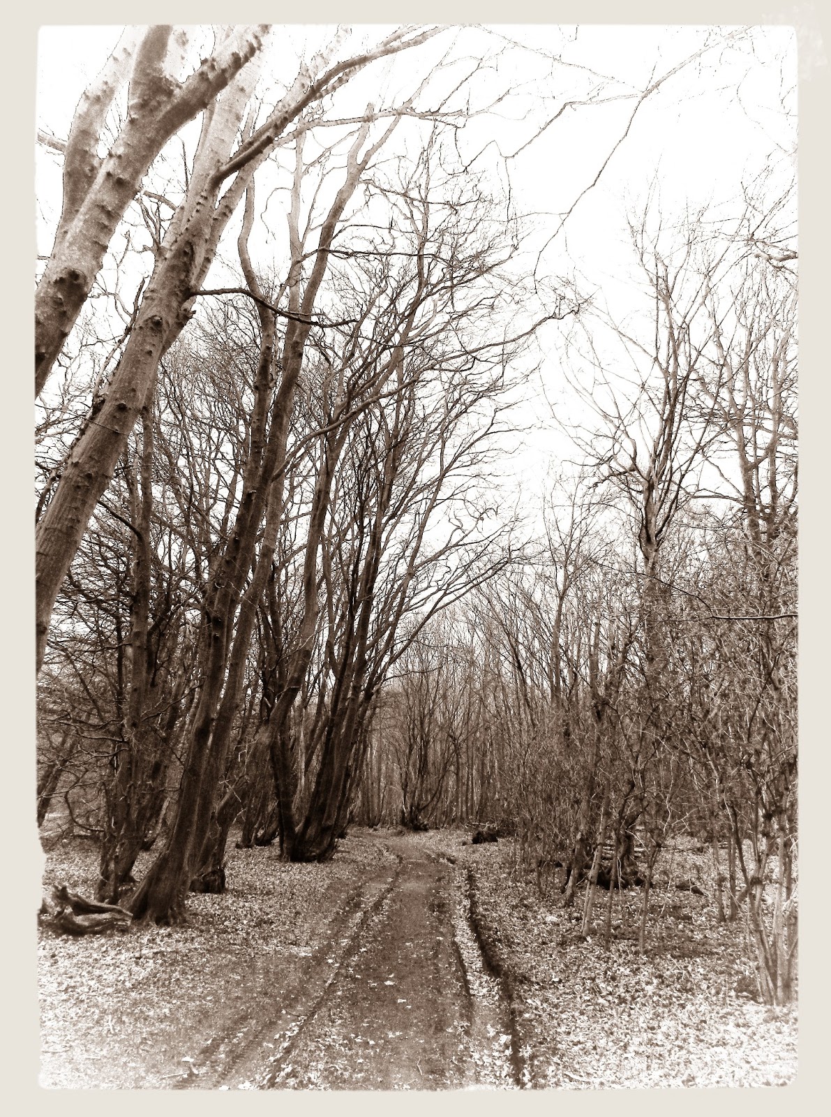 Walking with Henry David Thoreau in mind and a "prayer" of Heidegger's ...