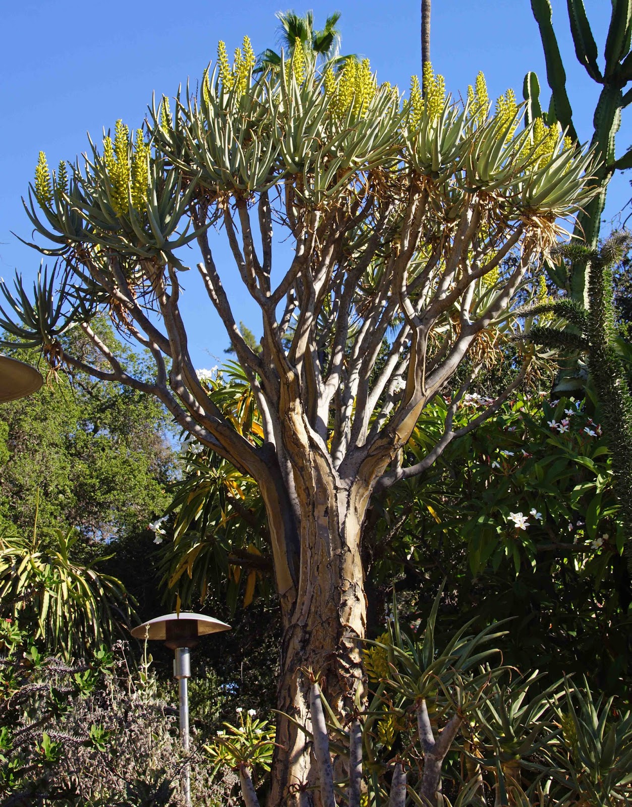 What Aloes Are Blooming At The Huntington November First?