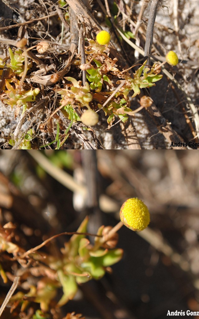 FOTOS DE FLORA NATIVA Y ADVENTICIAS DE URUGUAY : Cotula coronopifolia. Asteraceae
