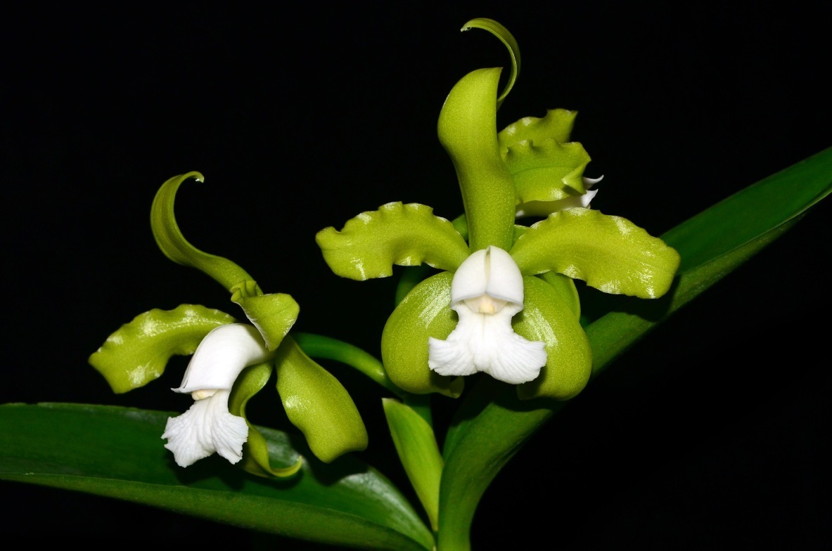 Cattleya guttata alba
