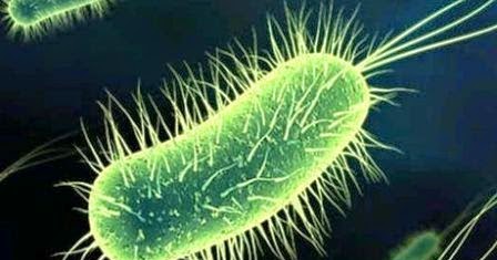 Macam Macam Bentuk Bakteri Beserta Gambarnya - Berbagi Bentuk Penting