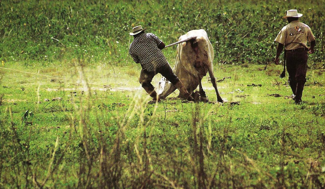VIVENCIAS LLANERAS DEL ABUELO: El Ganado Cimarrón y las Cimarroneras (1)