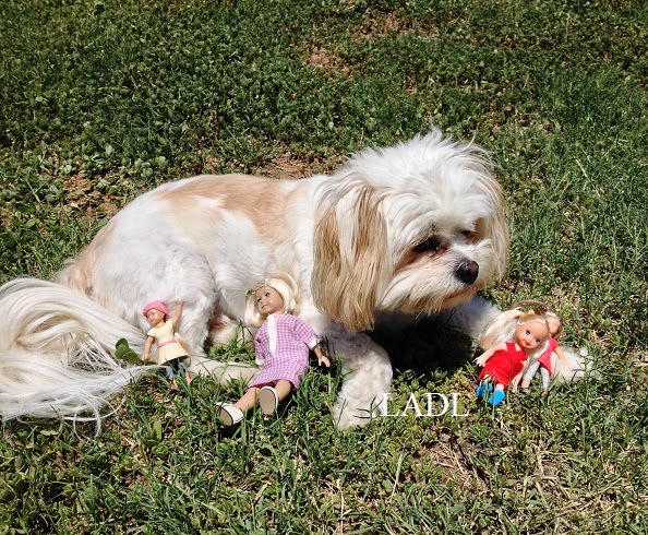 Living A Doll's Life : Nt'l Puppy Day - Dolls and Pets - My Dog Bosley