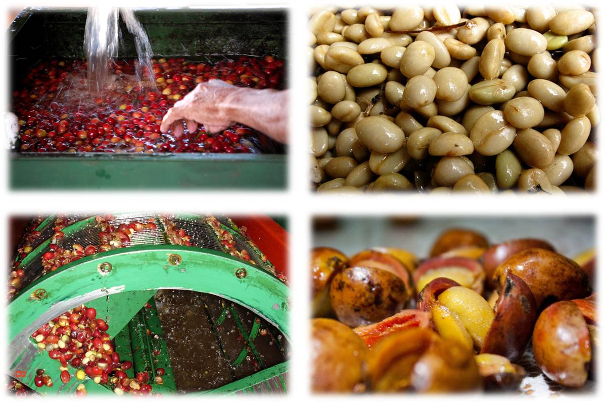 Coffeecology: Proses Pengolahan Kopi
