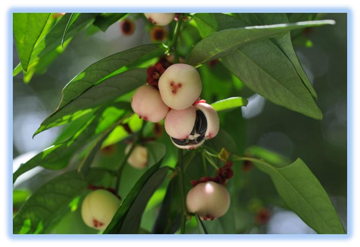 AgroHisham - Informasi Herba & Tumbuhan Warisan & Eksotik: Pucuk Manis ...