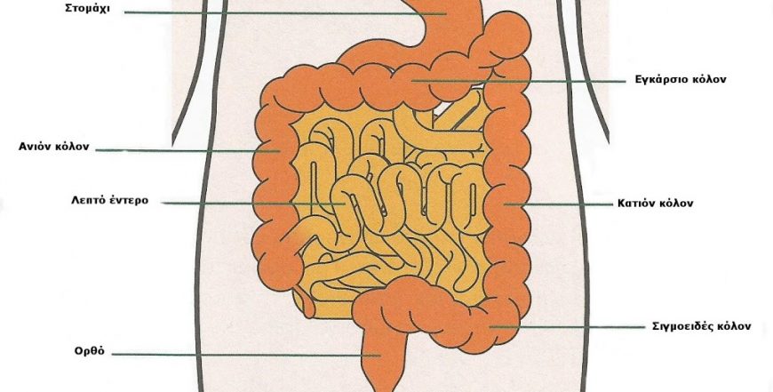 Έντερο : Ένα πολύ σημαντικό όργανο! Χαρίστε του υγεία με Βιοσυντονισμό ...