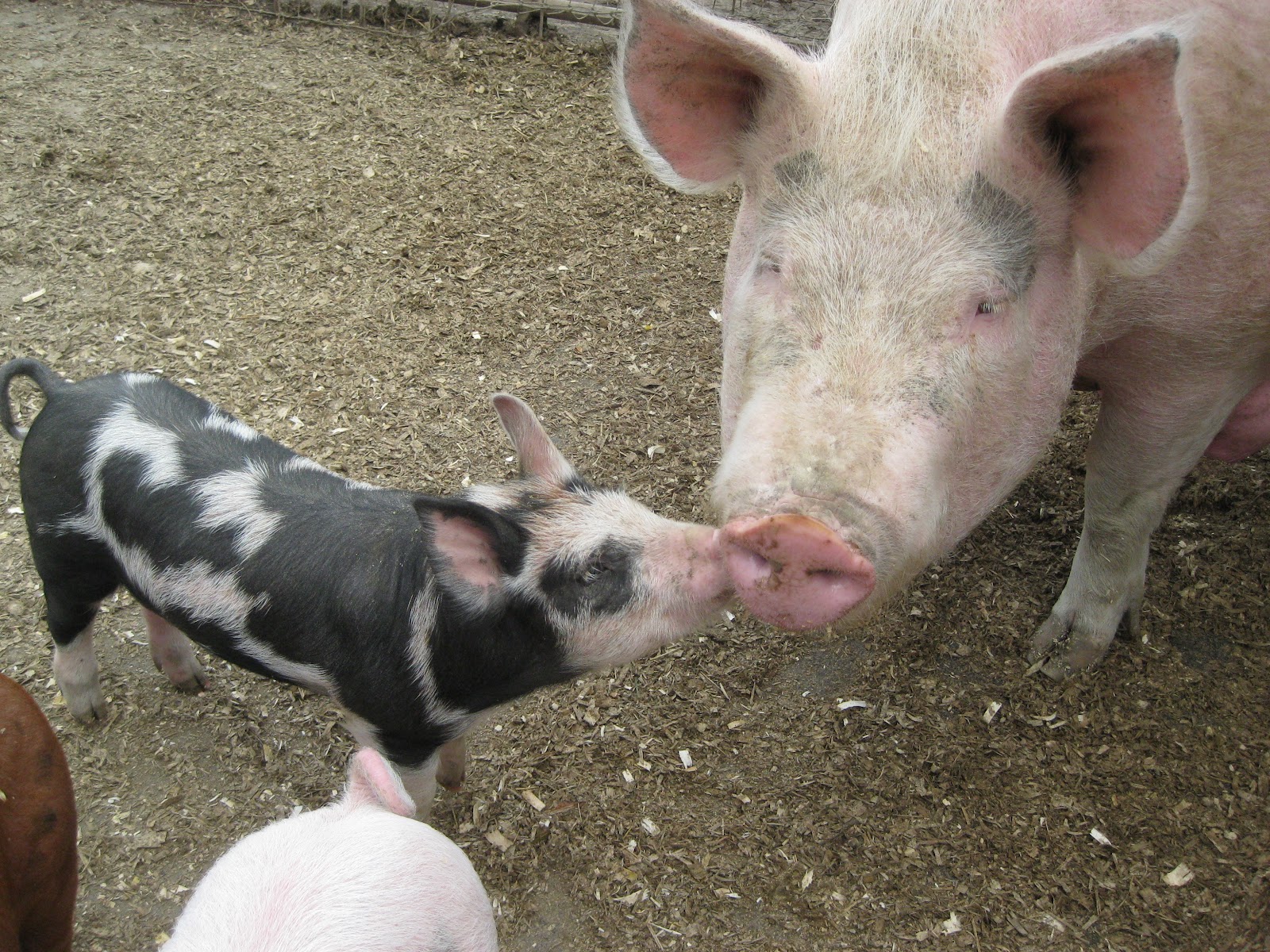 SUSAN SIMON SAYS: Some Pig