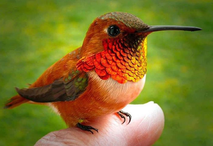 Clancy Tucker s Blog 23 March 2017 THE BEE HUMMINGBIRD clancy-tucker-s-blog-23-march-2017-the-bee-hummingbird