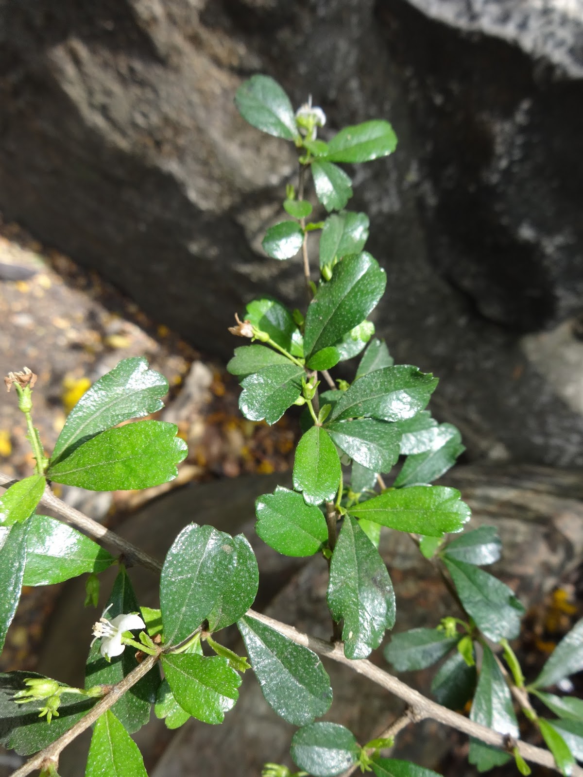 Herbs from Distant Lands: Ehretia microphylla - Fukien Tea, Fujian Tea ...