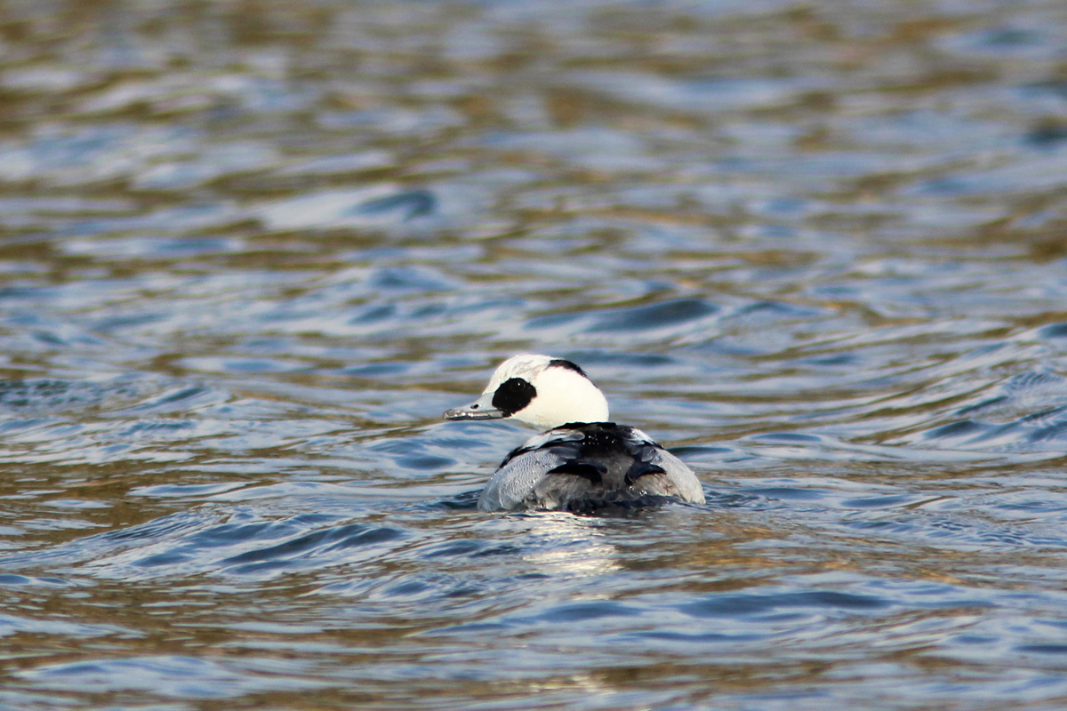 Unravel: The Panda Duck