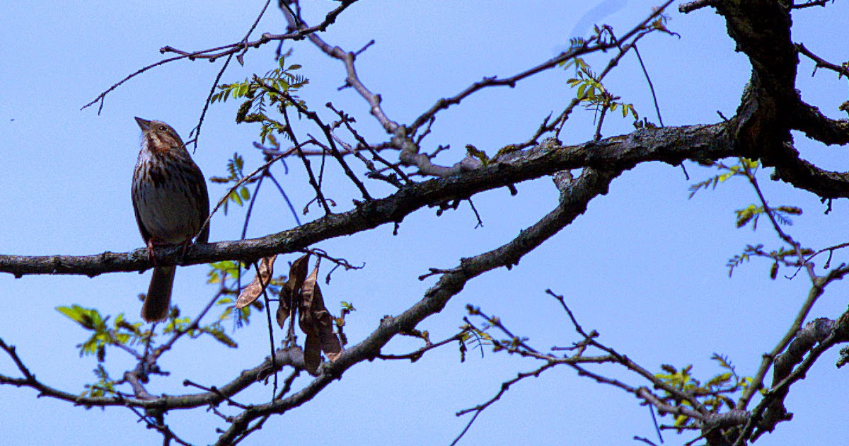 The Great Adventurer: The bird called Mor