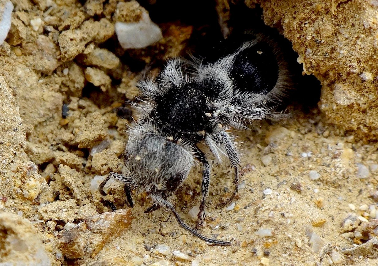 Caminantes del Desierto: LA HORMIGA PANDA. UNA MARAVILLOSA AVISPA