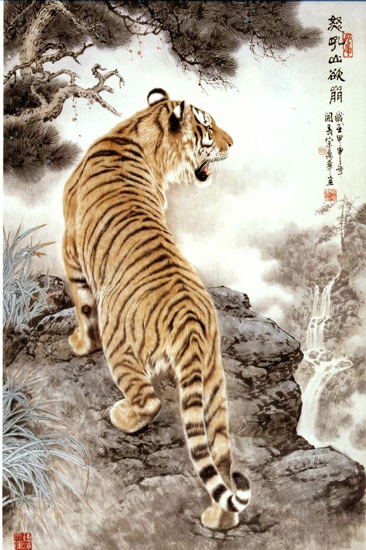 Welcome: Tiger Picture Collection