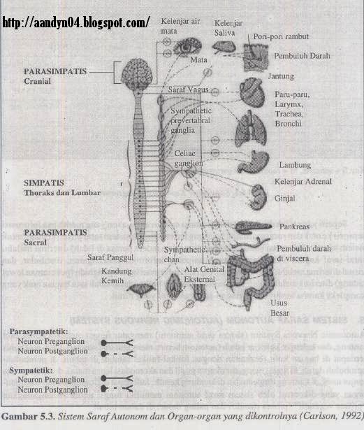 Sistem Saraf Perifer