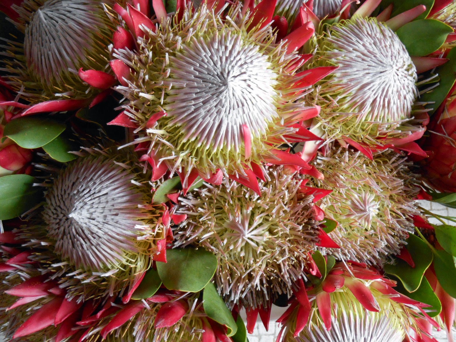 bioprotea