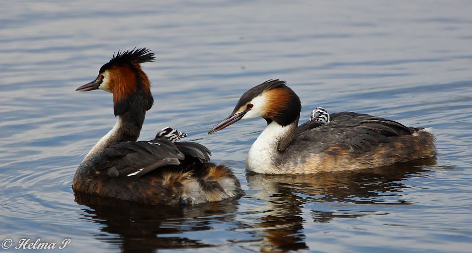 Helma's natuurfoto's: Pril geluk...............