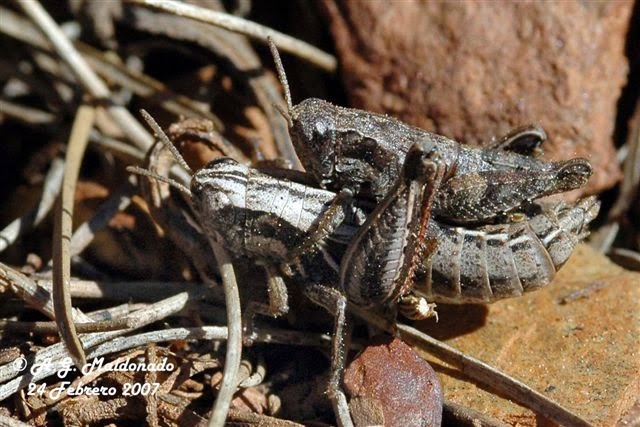 Biodiversidad Costa Granadina y ... (Fauna): Pezotettix giornae