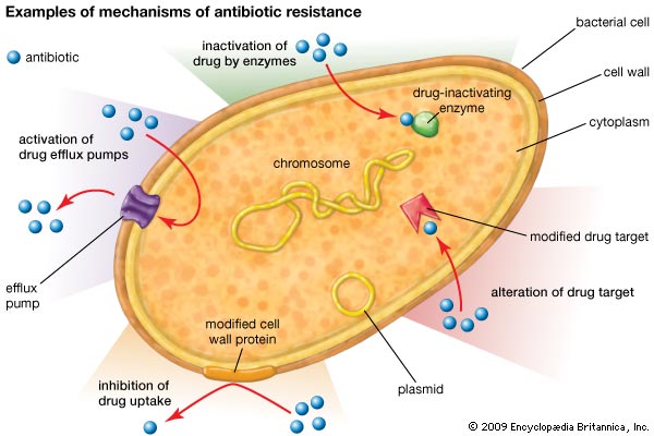 The 'Scope: The Rise Of Superbugs: How Bacteria Defeat Antibiotics