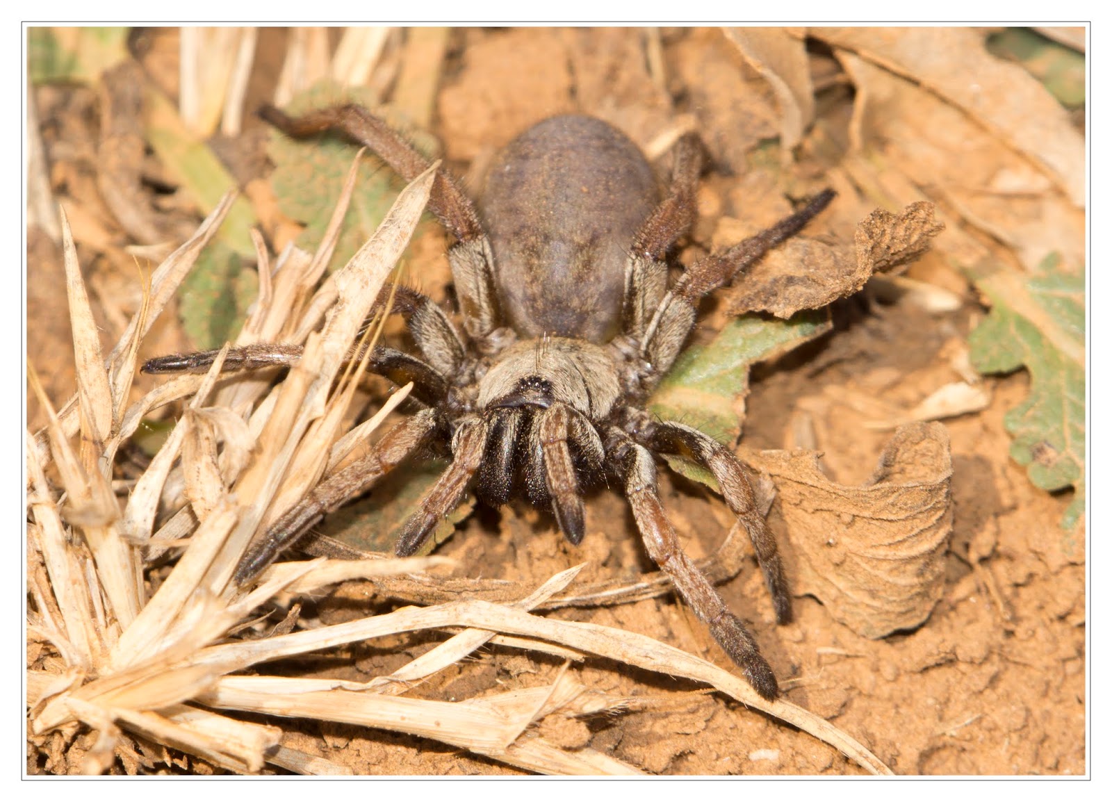 Variety of Life: Nemesiidae