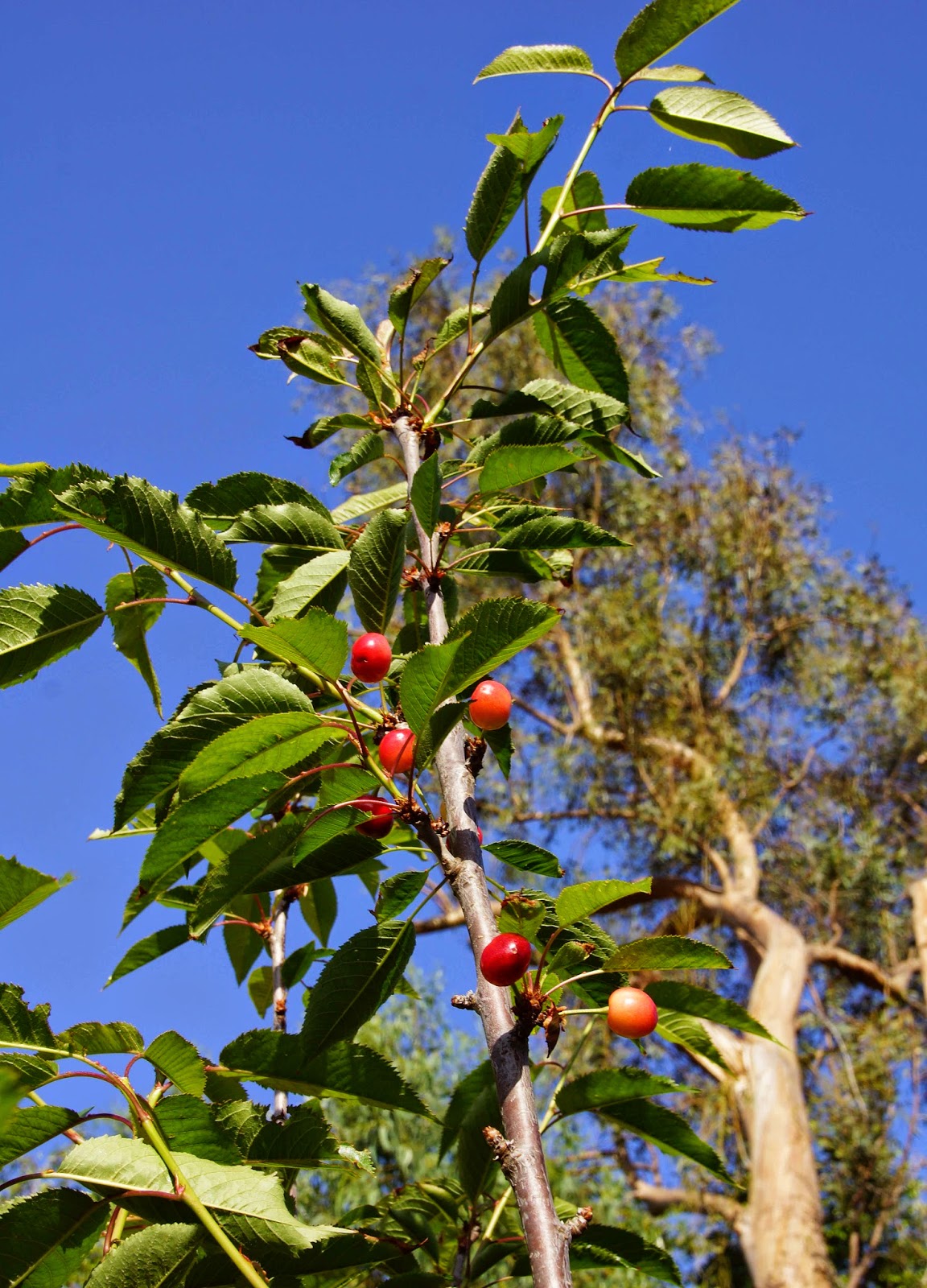 Low Chill Cherry Trees