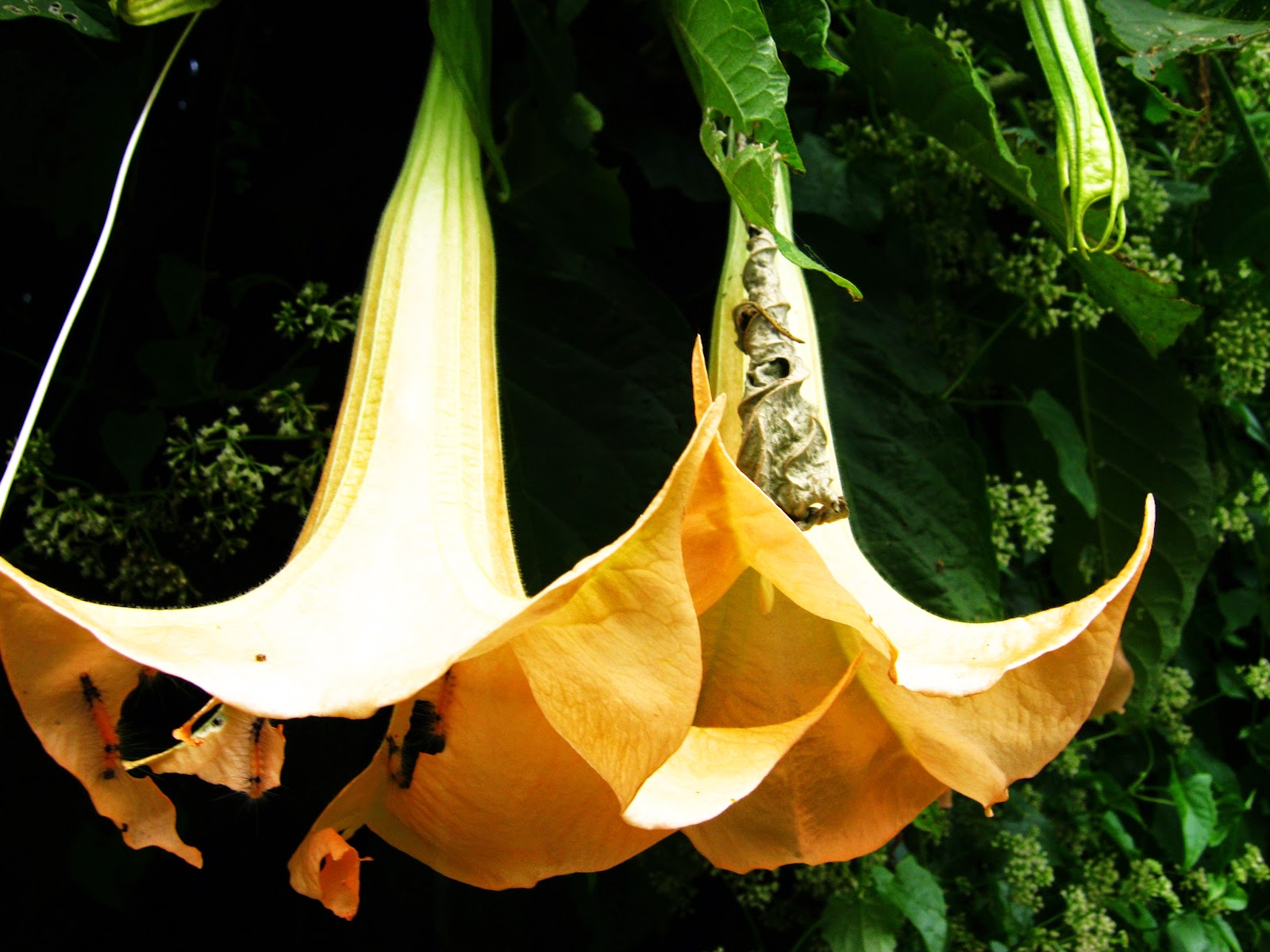 45+ Gambar Bunga Kecubung