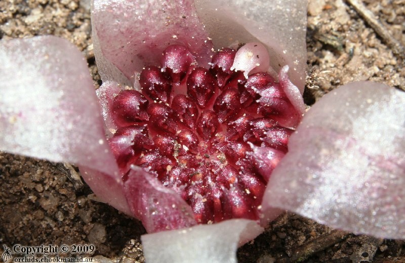 OrchidCraze: Underground Orchid