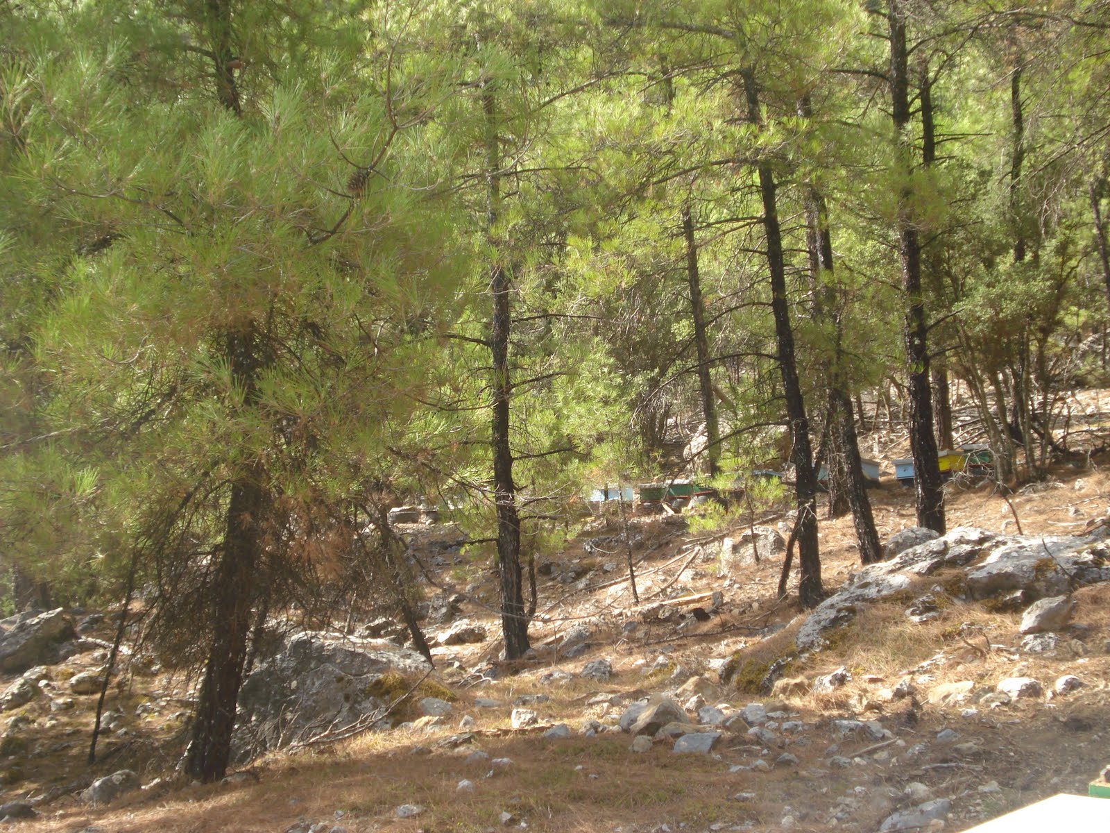 ARXONTIKO MANOS RETHYMNO CRETE: ΠΕΥΚΟ