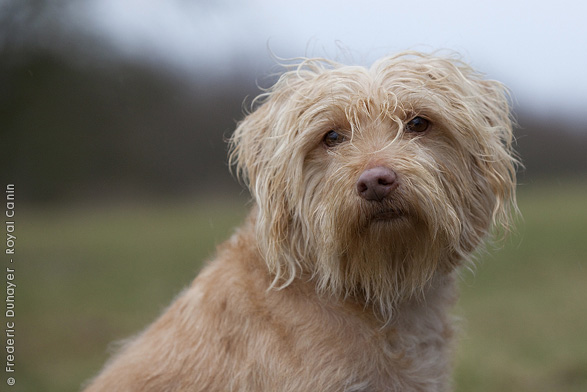 The dog in world: Dutch Smoushond (Hollandse Smoushond , Smoushond)