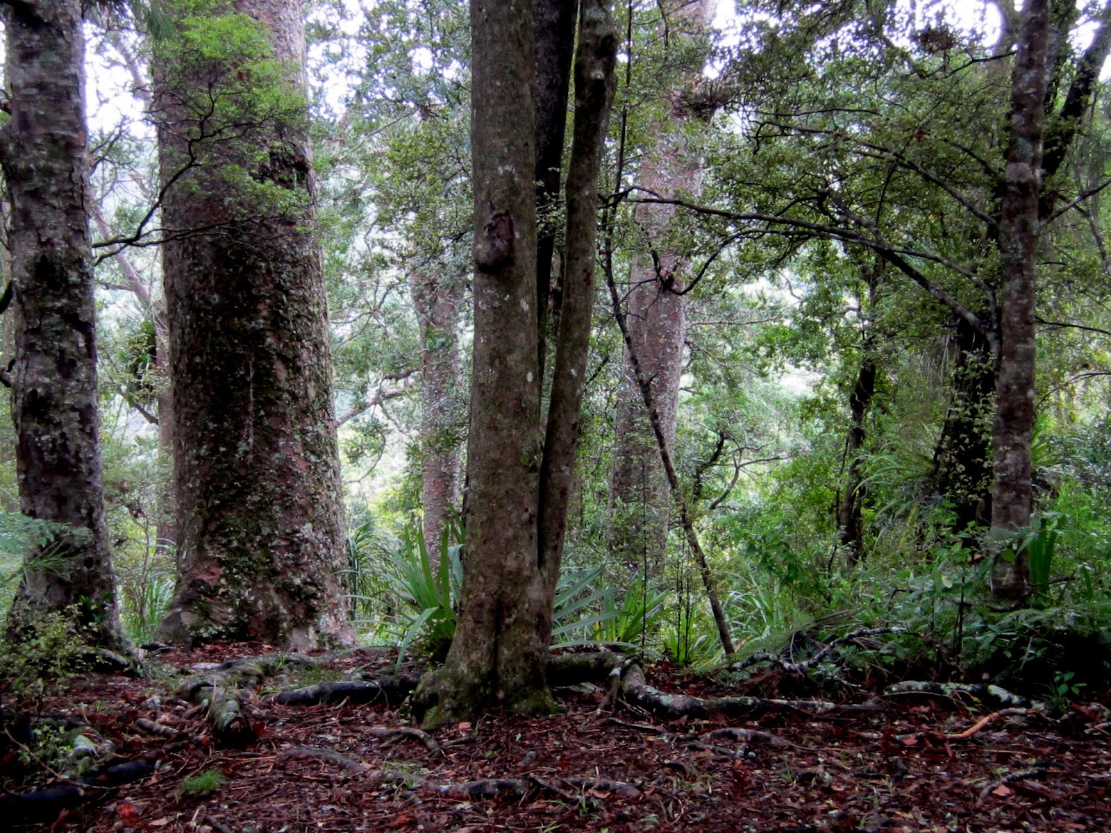 Dome Forest Walkway -- Auckland 60 Walks