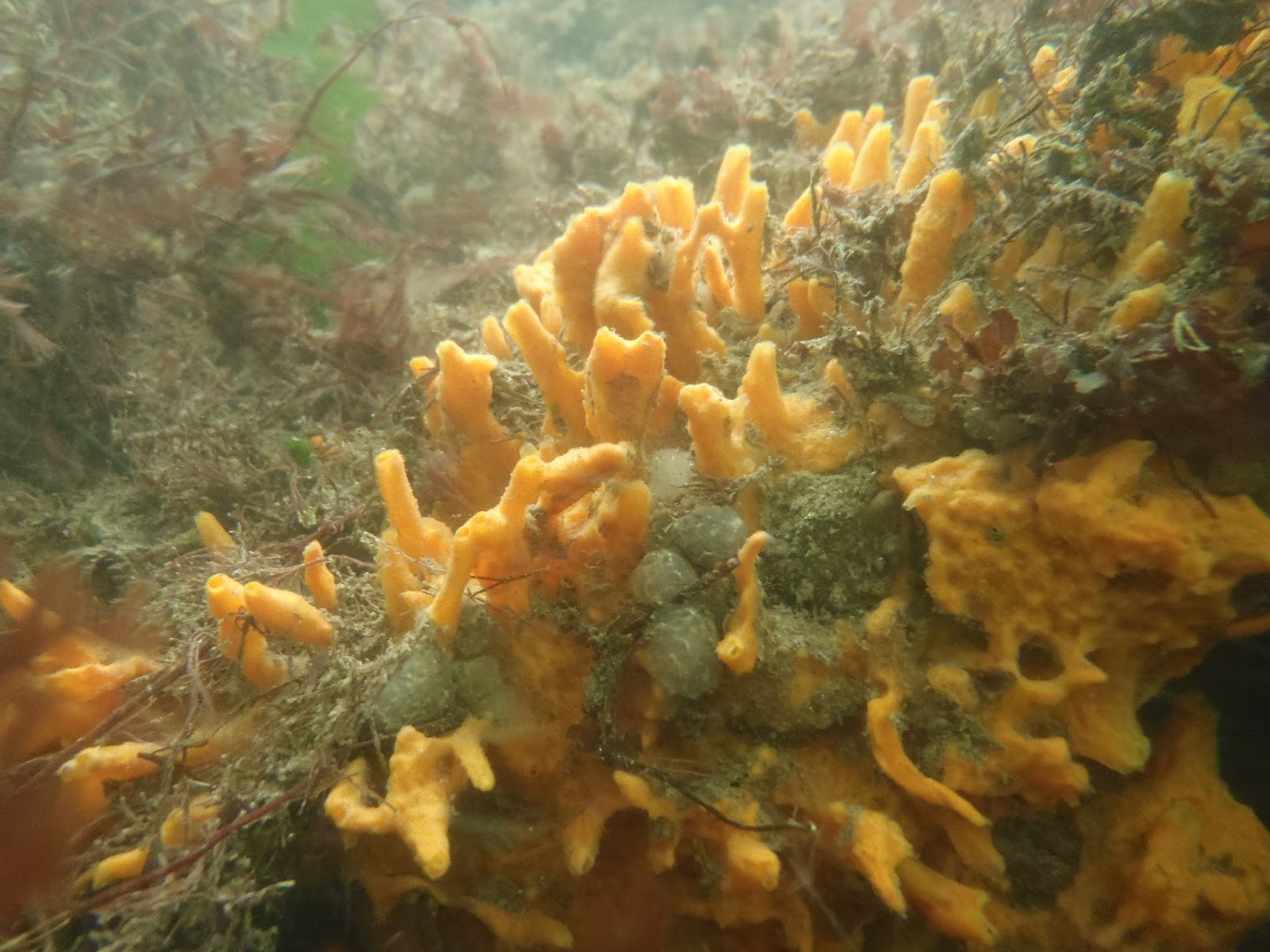 BUCEO URUGUAY: Las esponjas de mar (Poríferos)