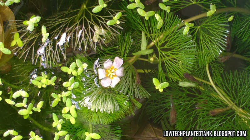 Flowering Cabomba Aquatic Plant