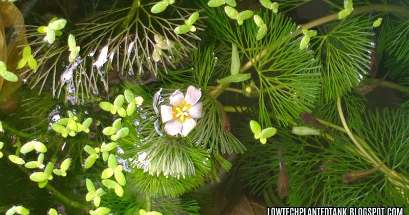 Flowering Cabomba Aquatic Plant