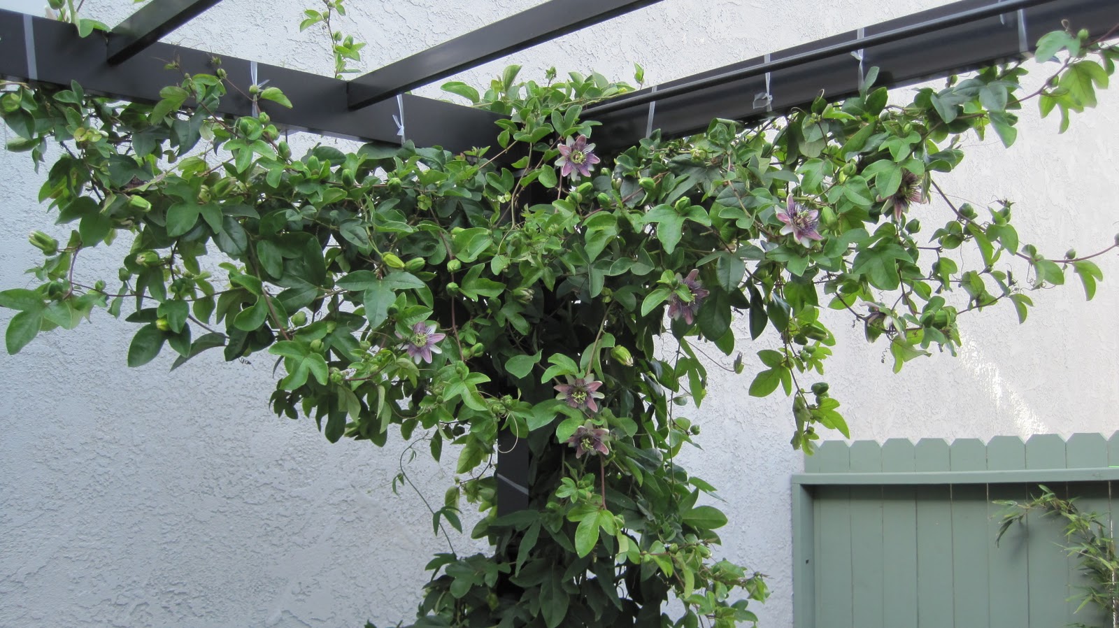 Pergola-tory: Passiflora!