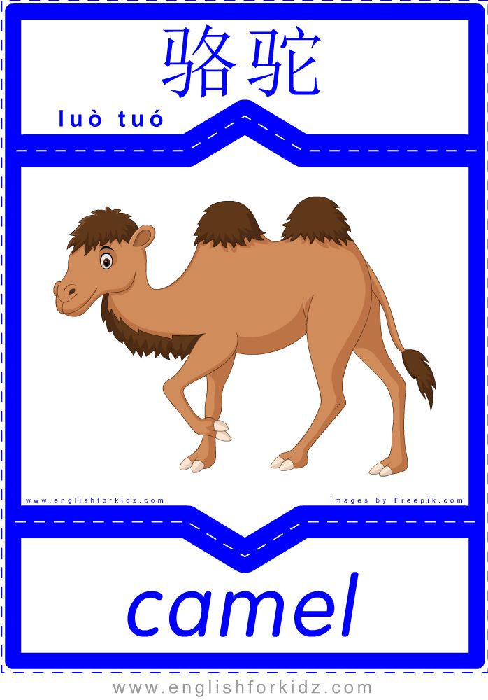 English-Chinese Flashcards: Wild Animals. Part 1.